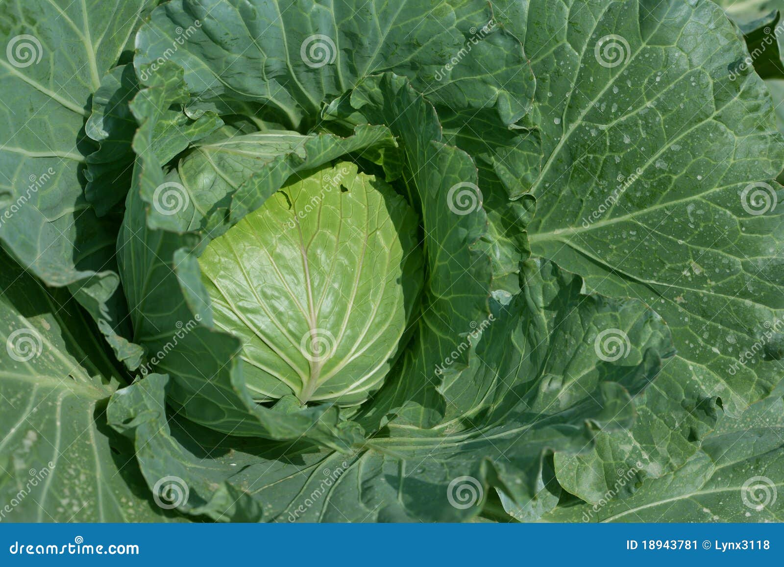 Fresh cabbage stock image. Image of outdoor, leaf, drops - 18943781