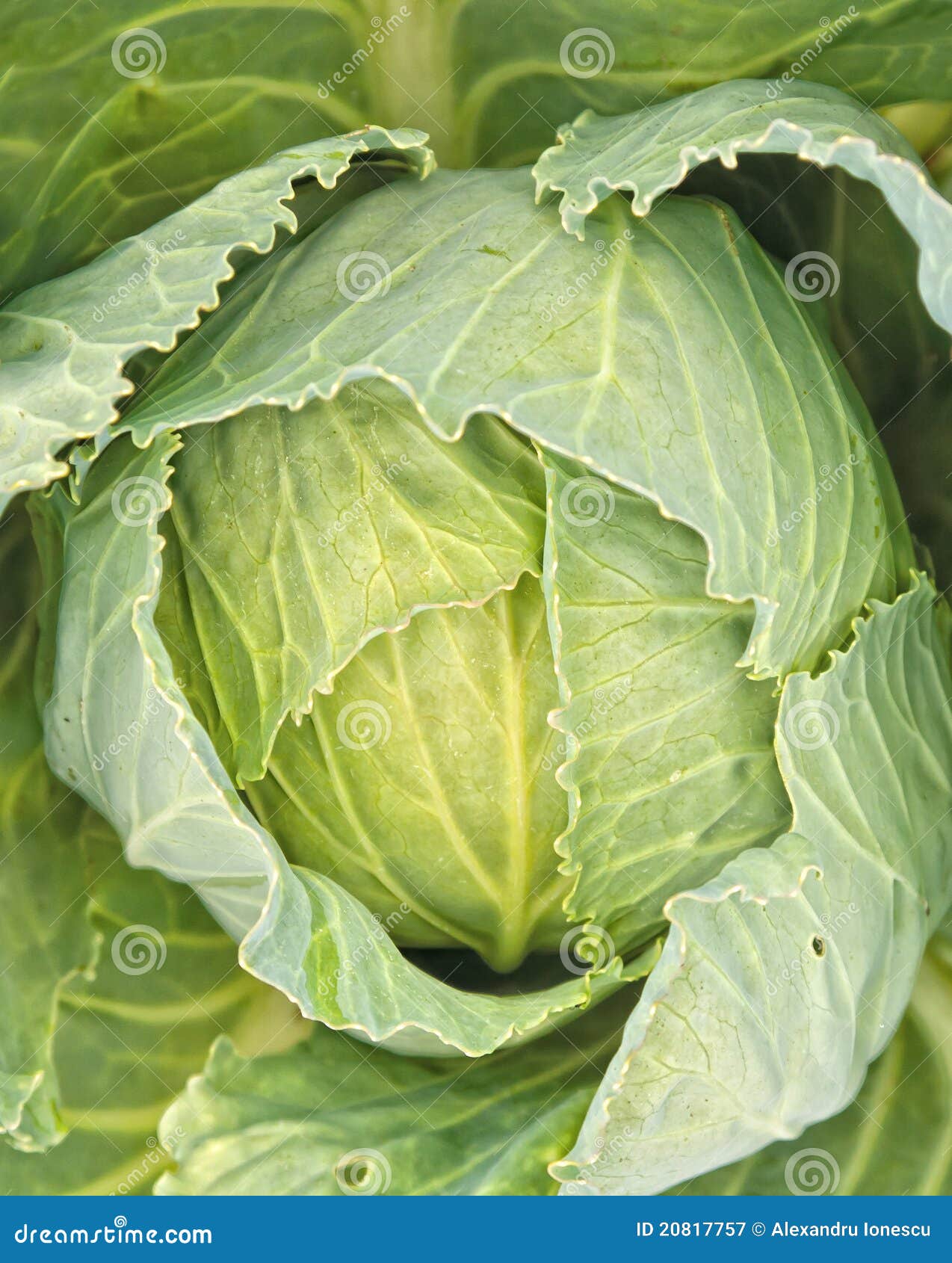Fresh cabbage stock image. Image of leaf, gardening, garden - 20817757