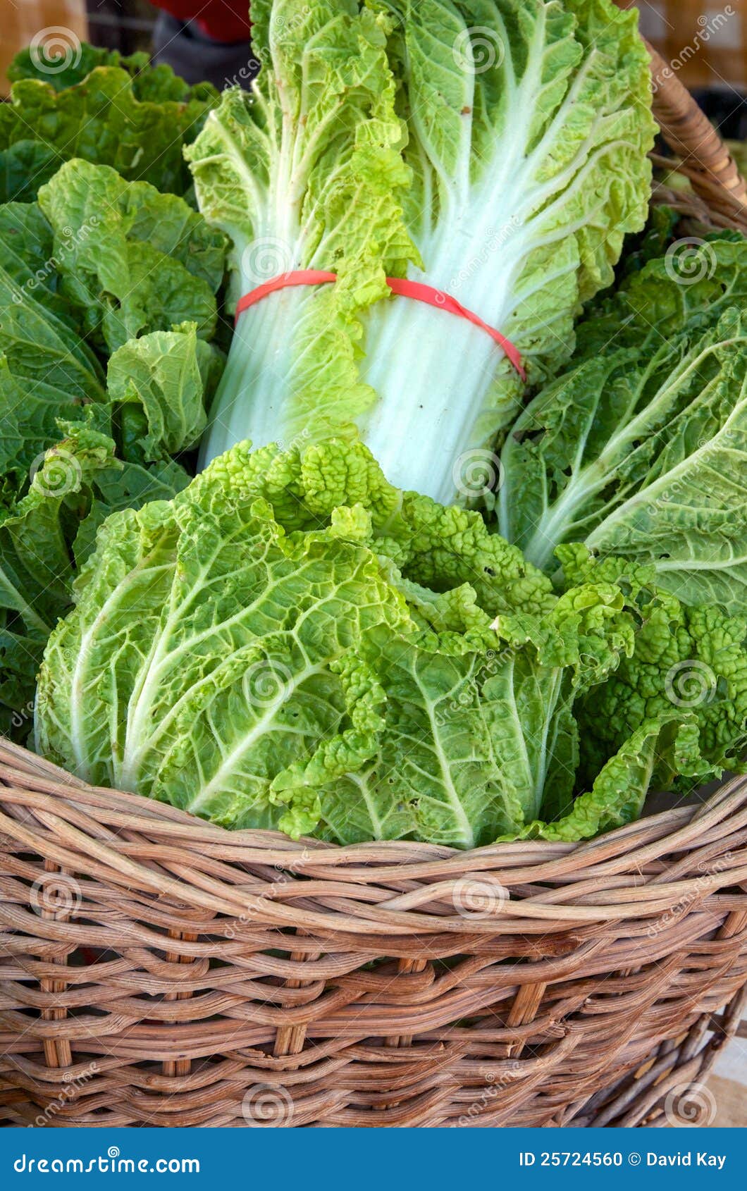Fresh cabbage stock photo. Image of produce, farm, fresh - 25724560