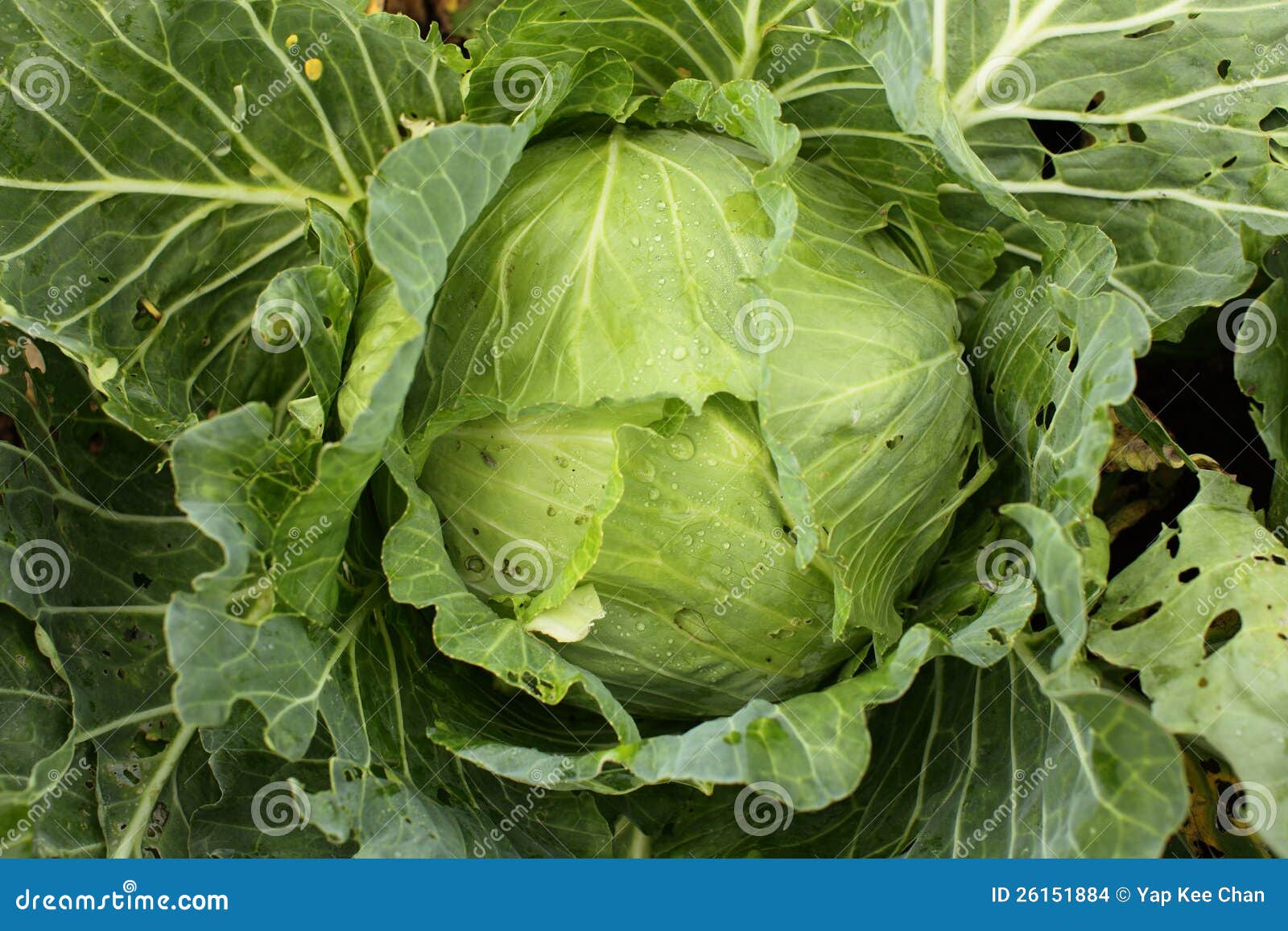 Fresh cabbage stock photo. Image of food, cooking, fresh - 26151884