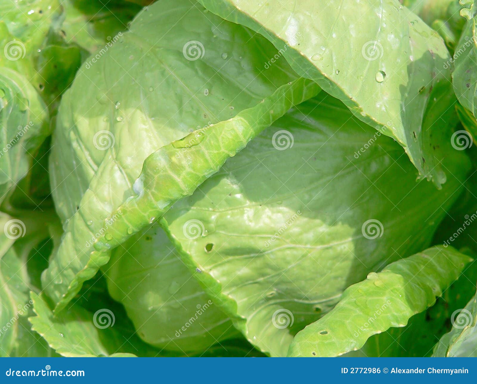 Fresh cabbage stock photo. Image of leaf, nutrition, white - 2772986