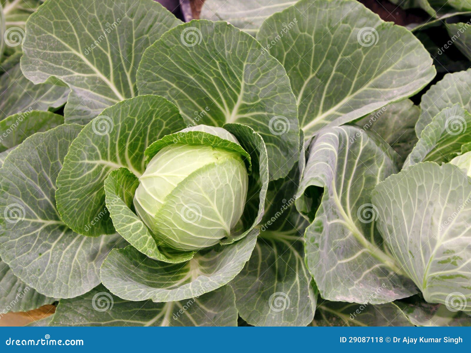 Fresh cabbage stock photo. Image of cultivate, food, salad - 29087118