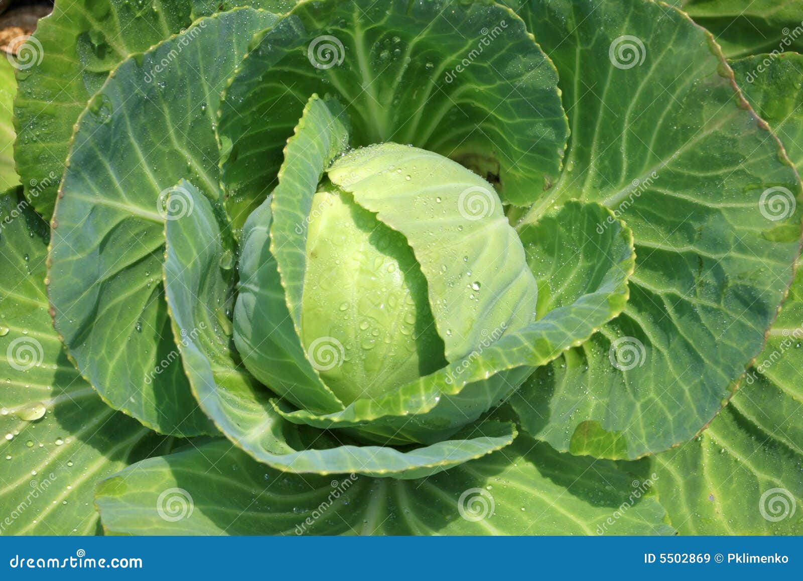Fresh Cabbage stock image. Image of drops, vegetable, summer - 5502869