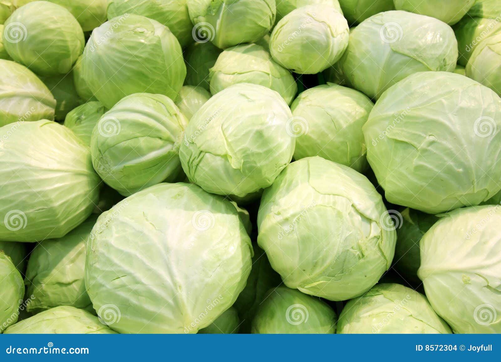 Fresh cabbage stock photo. Image of cabbage, weight, healthy - 8572304