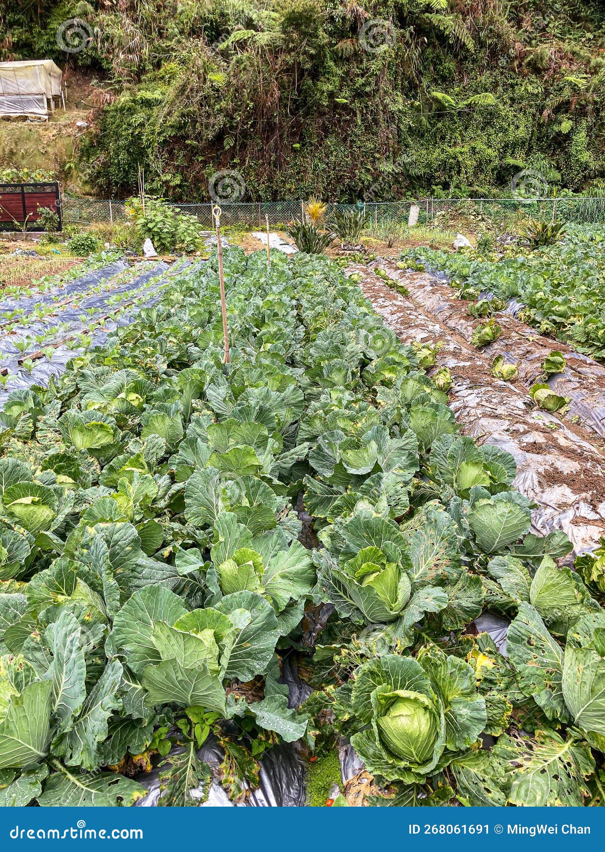 Fresh Cabbage Farm stock image. Image of drink, plantation - 268061691