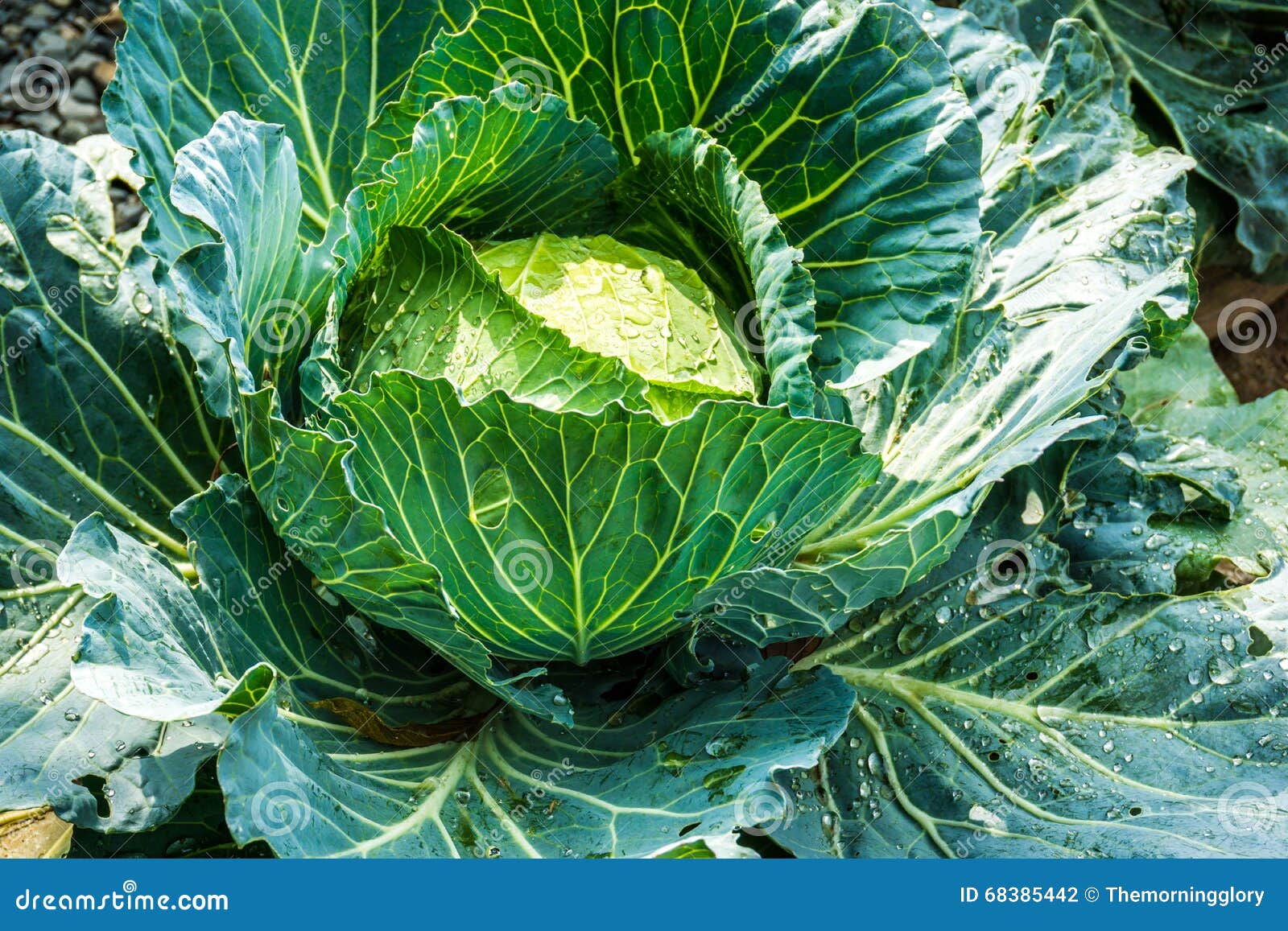 Fresh Cabbage in the Garden Organic Farming Stock Photo - Image of ...