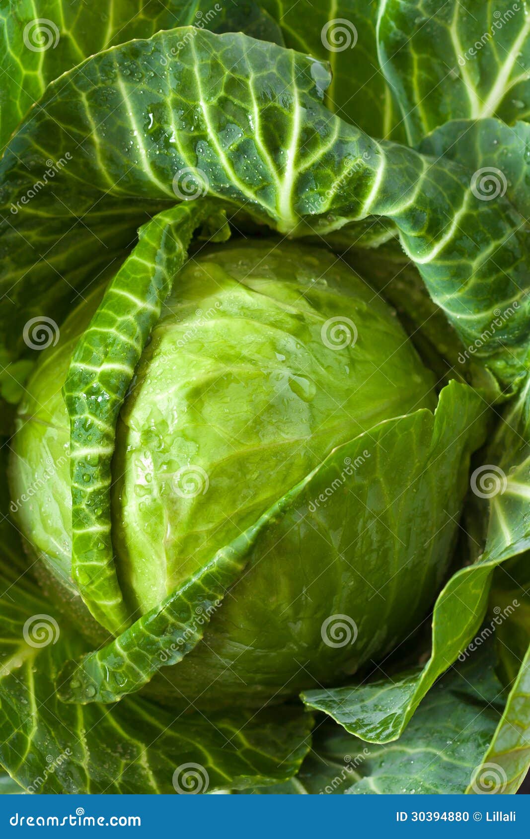 Fresh cabbage. stock photo. Image of plant, harvest, head - 30394880