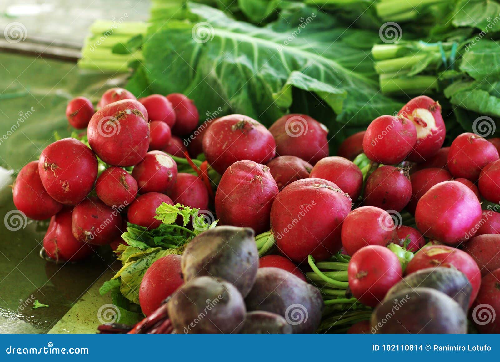 Leaf of cabbage and radish stock photo. Image of nature - 102110814