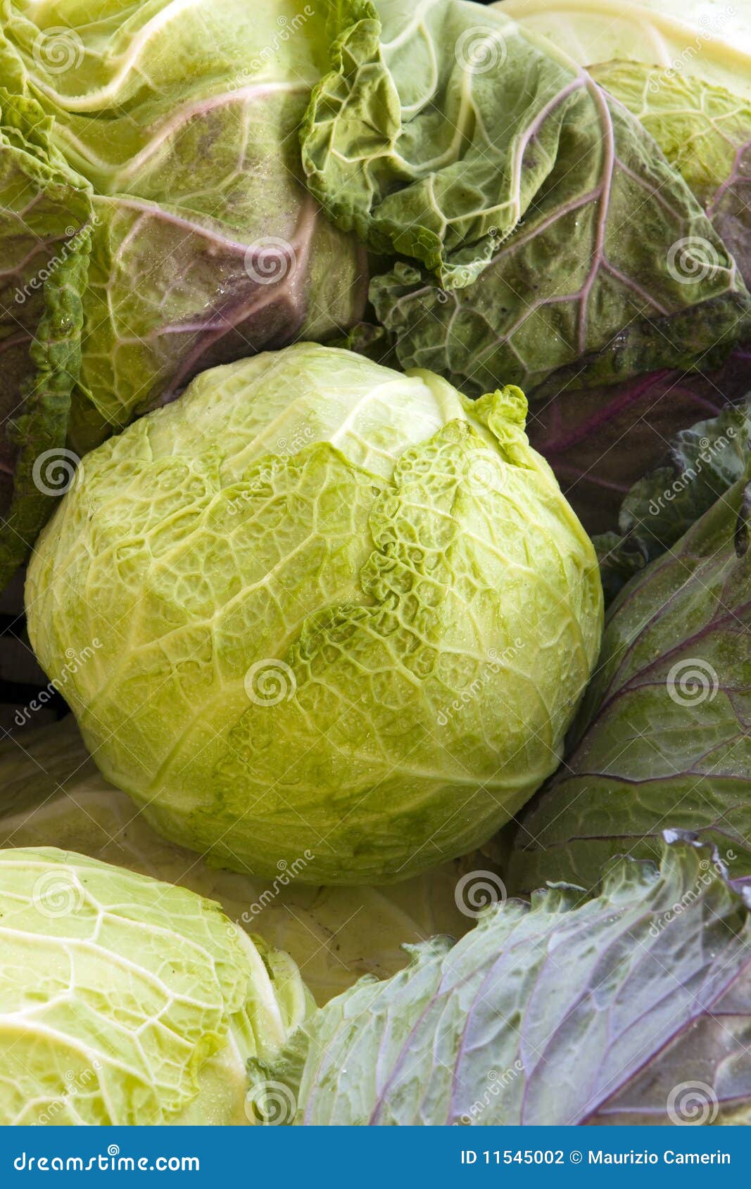 Fresh Cabbage Savoy in the Garden Stock Photo - Image of copy, food ...