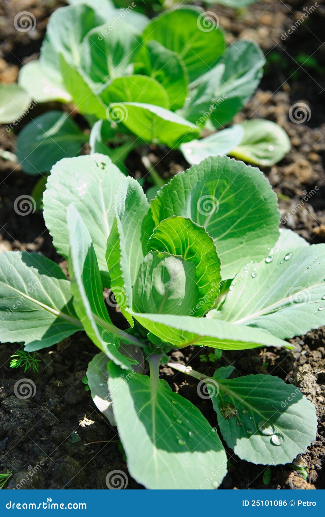 Fresh cabbage in soil stock photo. Image of garden, green - 25101086