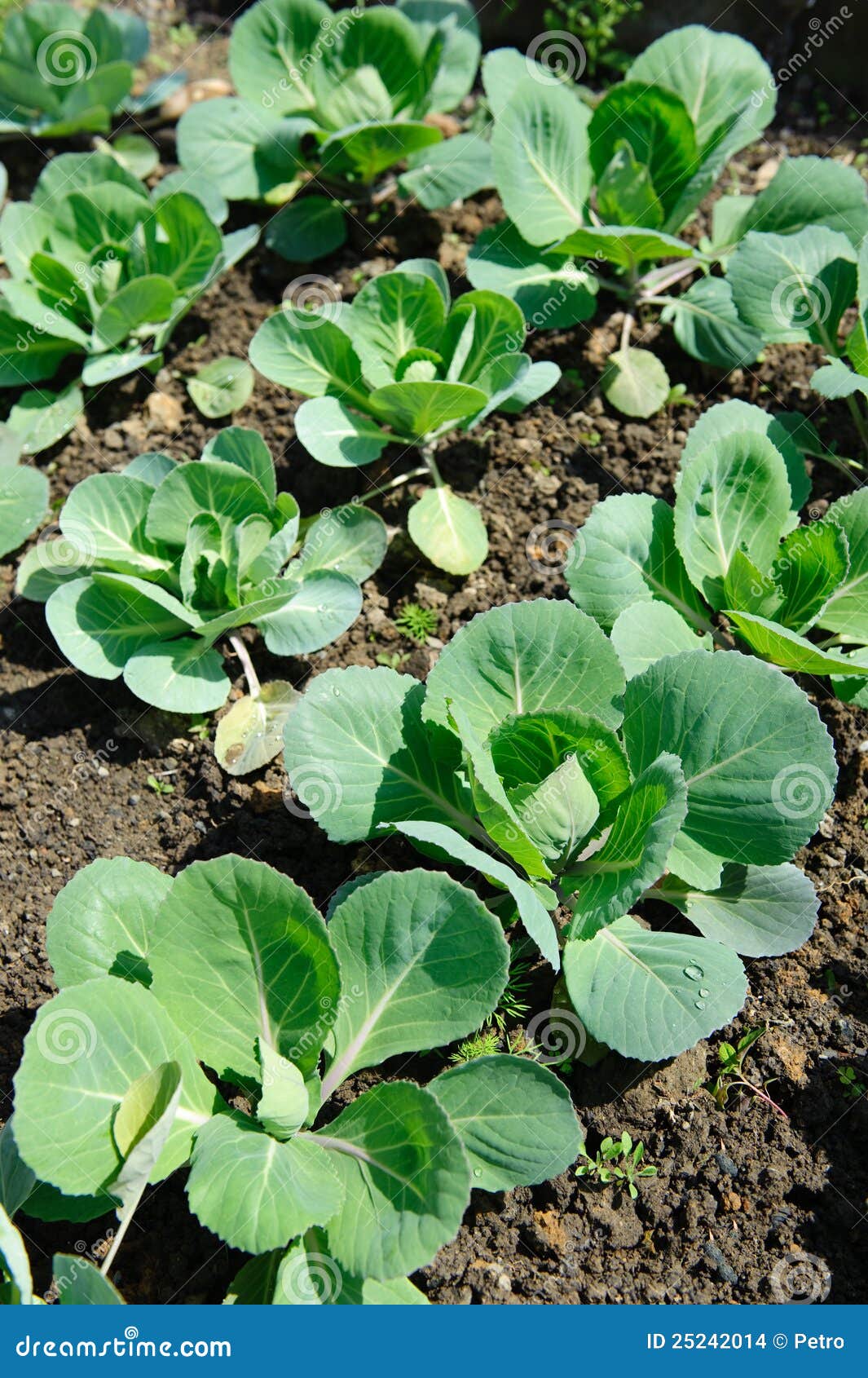 Fresh cabbage in soil stock photo. Image of drops, field - 25242014