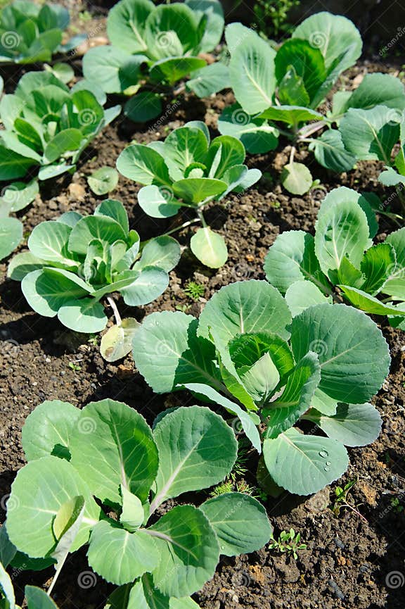 Fresh cabbage in soil stock photo. Image of drops, field - 25242014