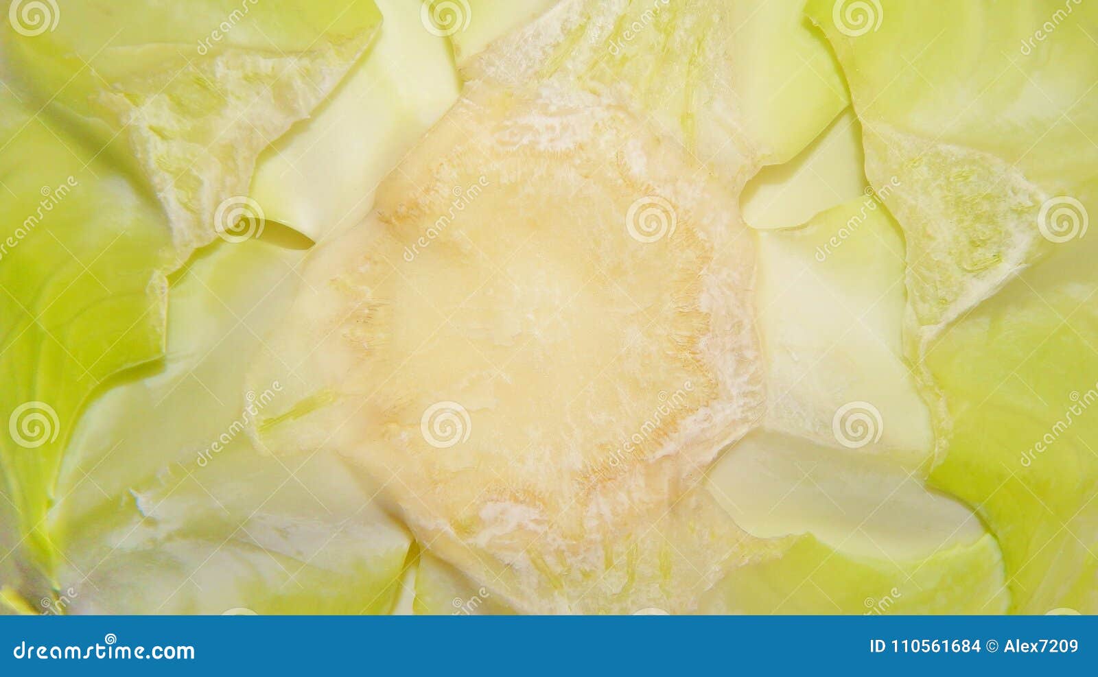 Fresh cabbage texture stock photo. Image of food, macro - 110561684