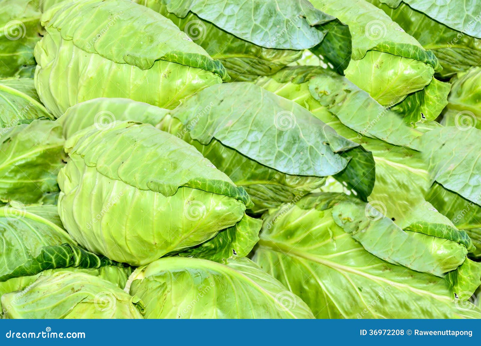 Fresh cabbage stock photo. Image of front, dieting, background - 36972208