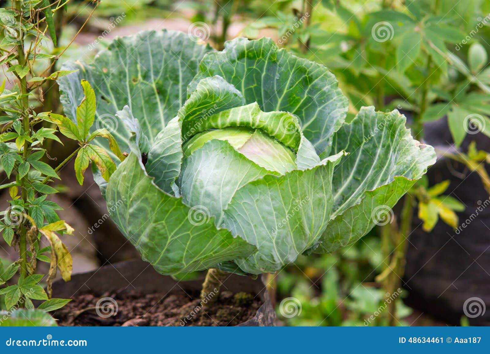 Fresh cabbage stock image. Image of botany, leaf, single - 48634461
