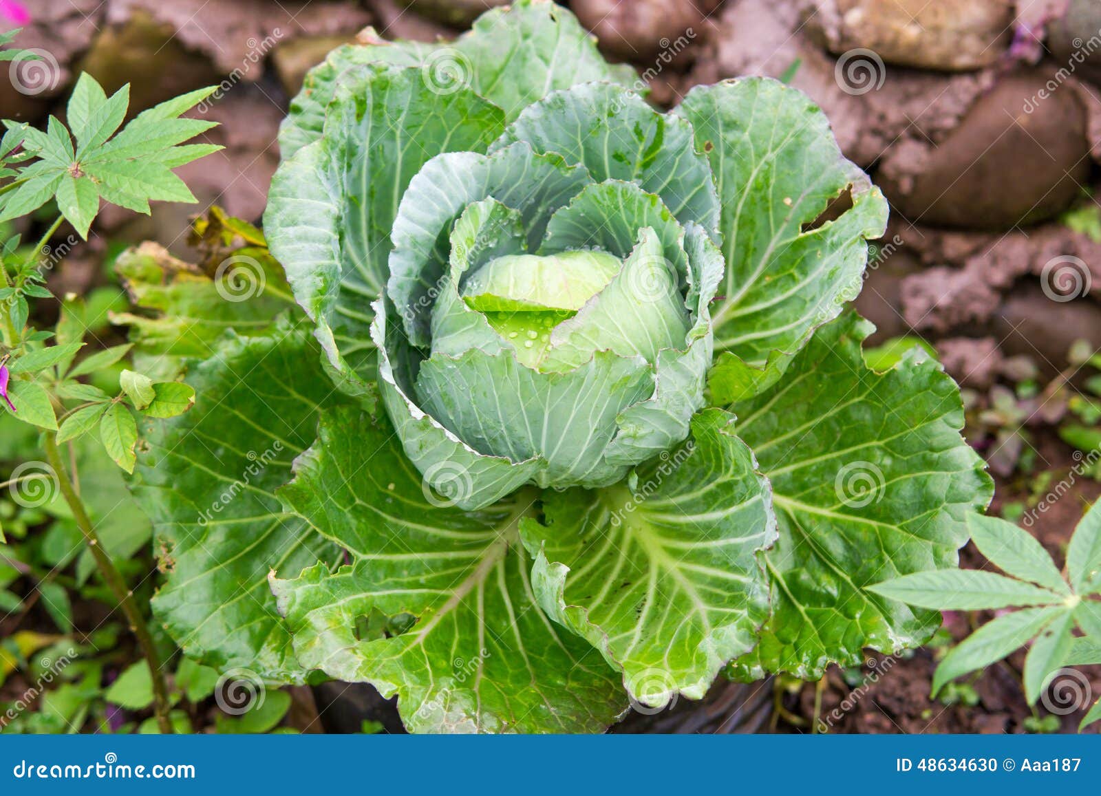 Fresh cabbage stock photo. Image of cultivated, agriculture - 48634630