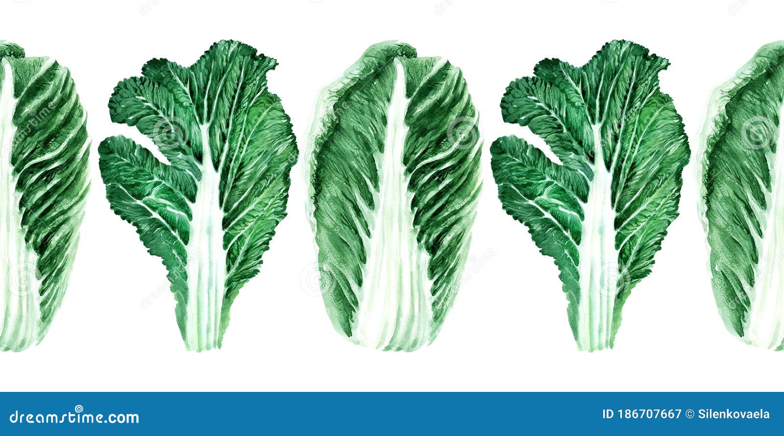 Watercolor Seamless Border with Images of Various Types of Cabbage ...