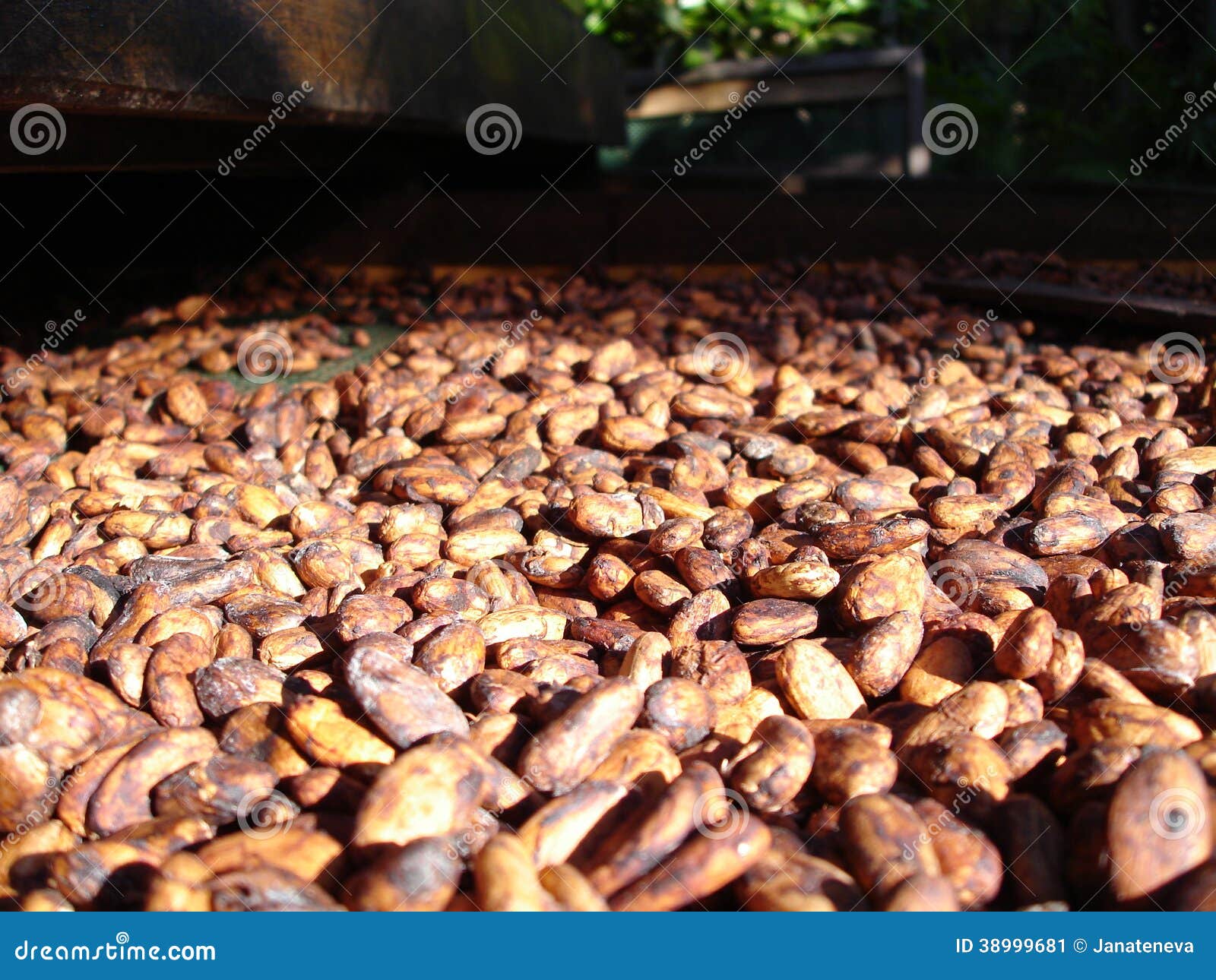 Fresh Cacao Beans Drying in the Sun Stock Image - Image of ...
