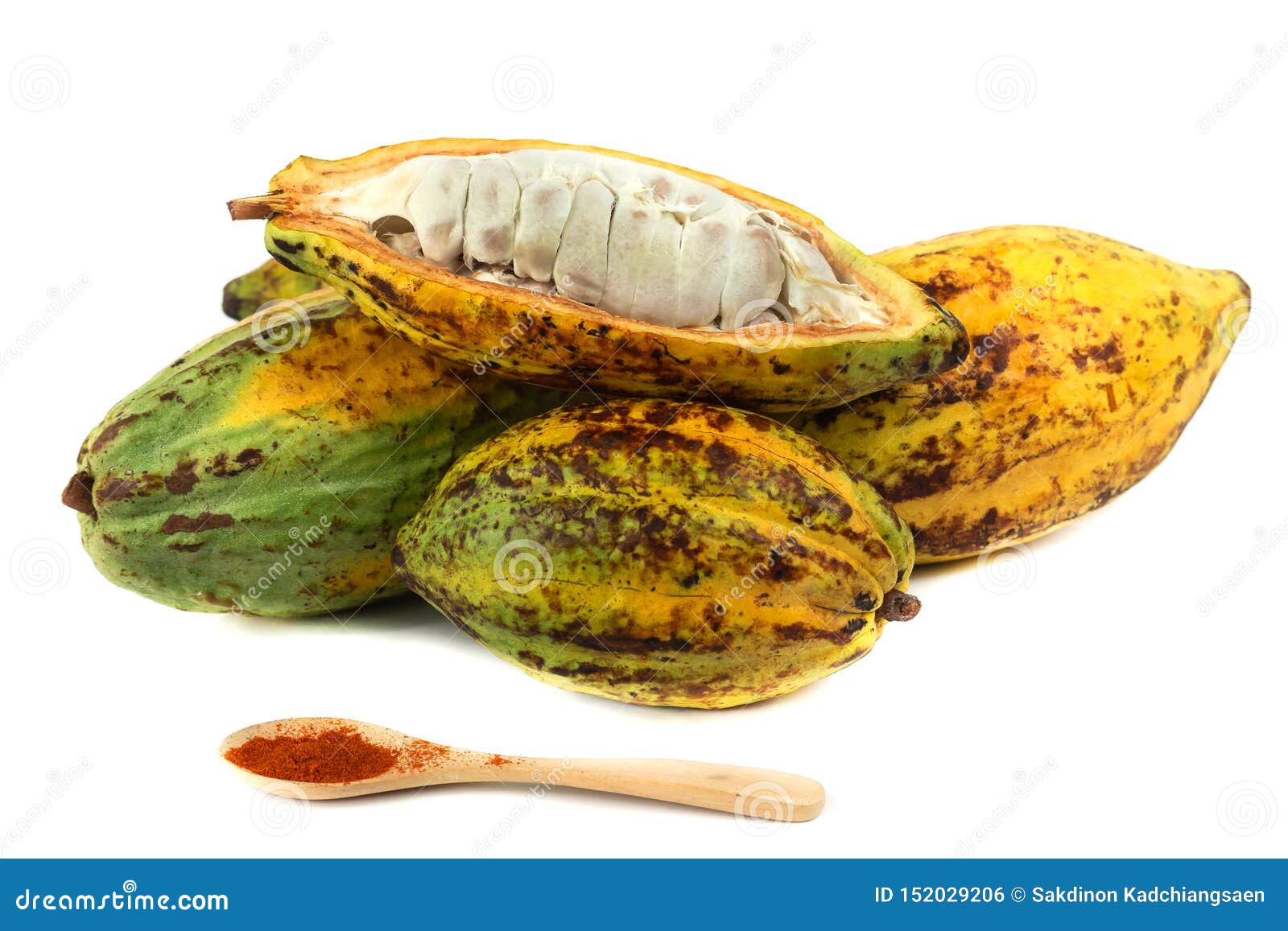 Fresh cacao fruit stock photo. Image of drink, healthy - 152029206