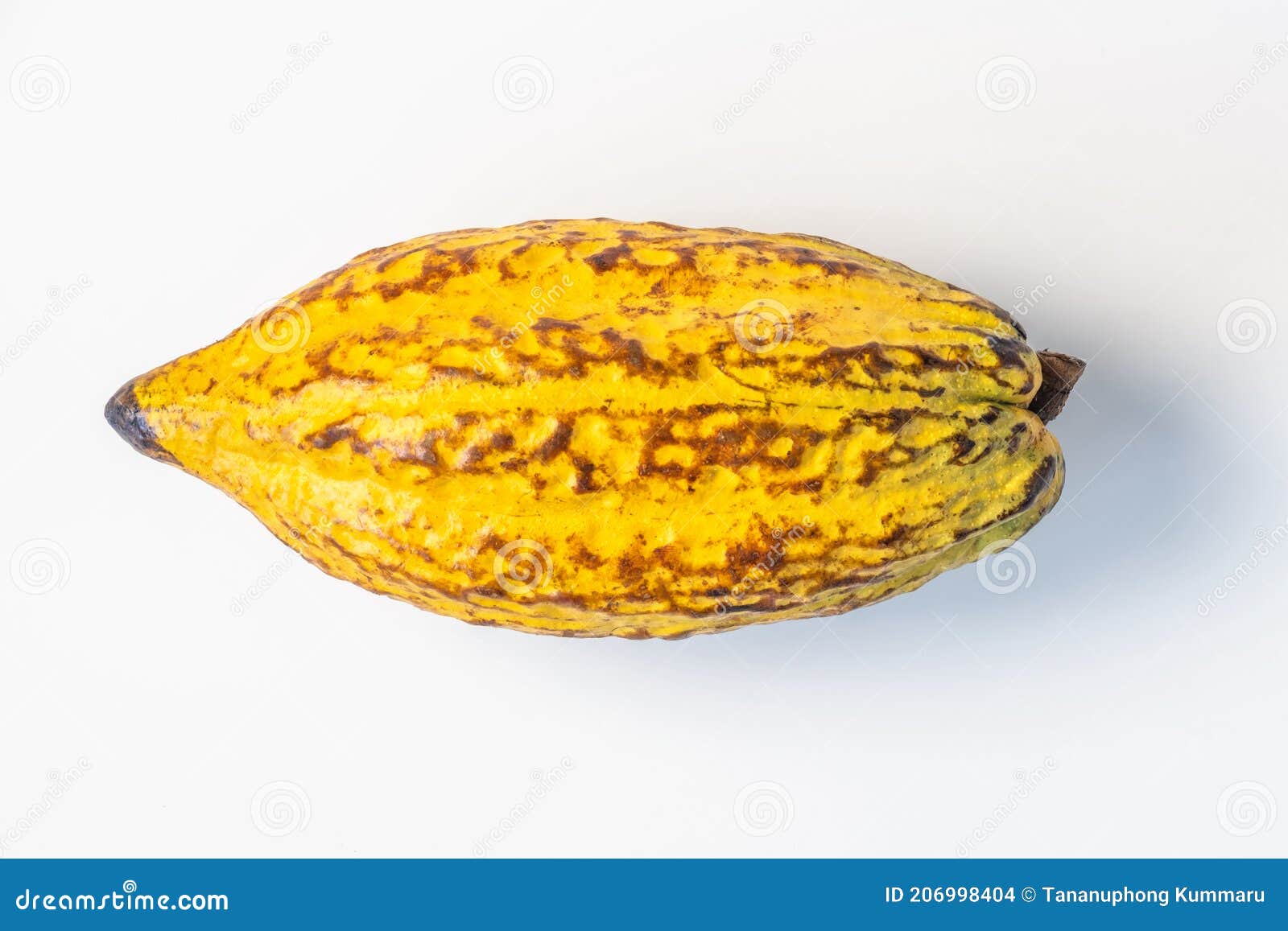 Fresh cacao pod stock photo. Image of brown, organic - 206998404