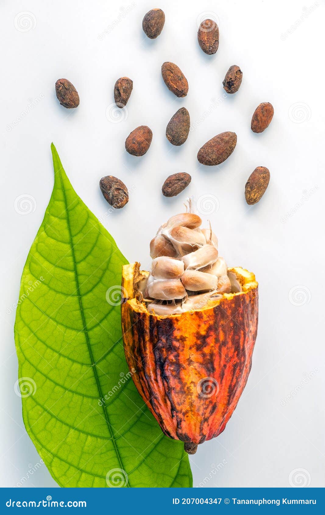 Fresh cacao pod stock image. Image of cooking, dessert - 207004347