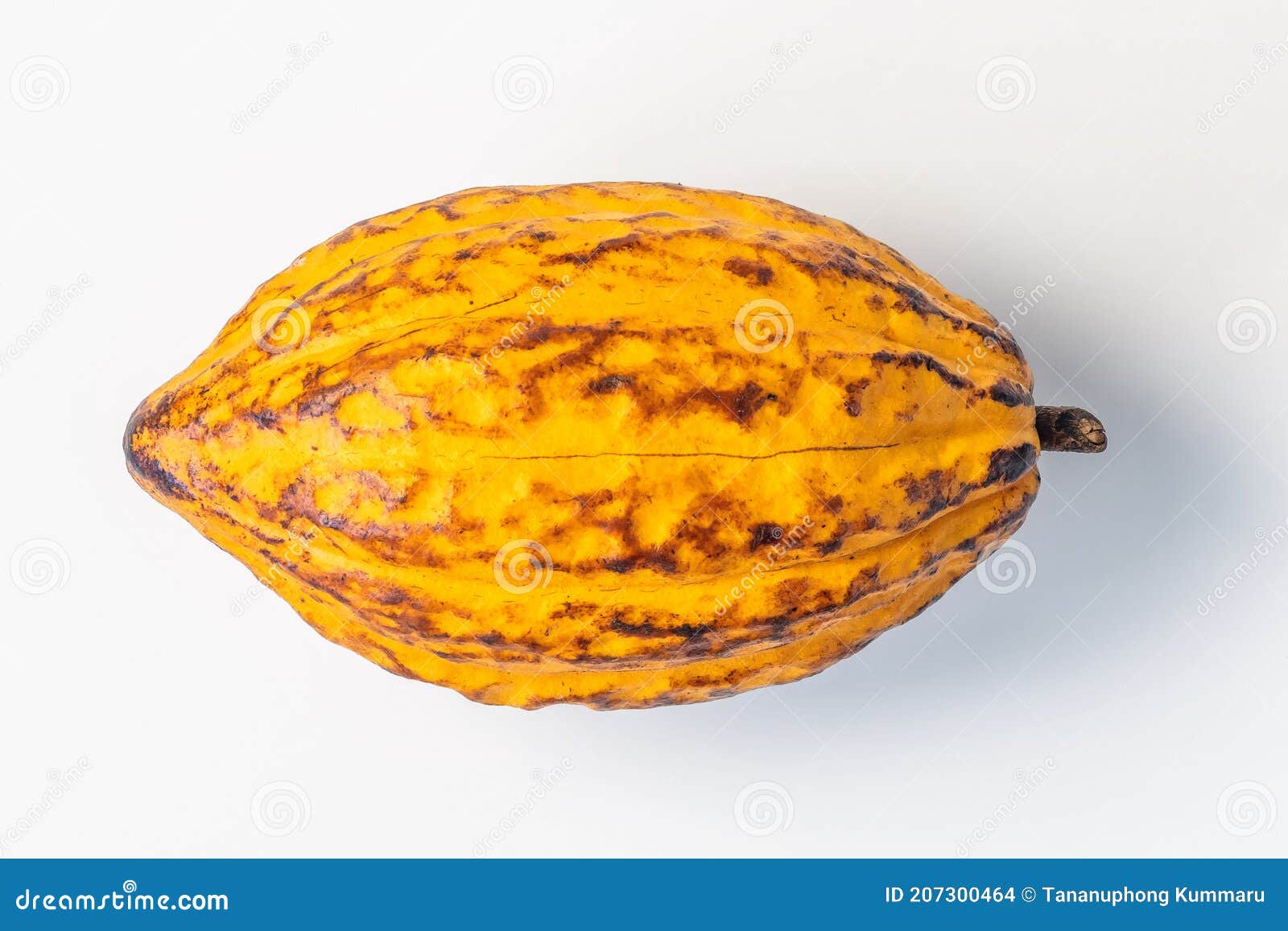Fresh cacao pod stock photo. Image of fresh, grain, aroma - 207300464