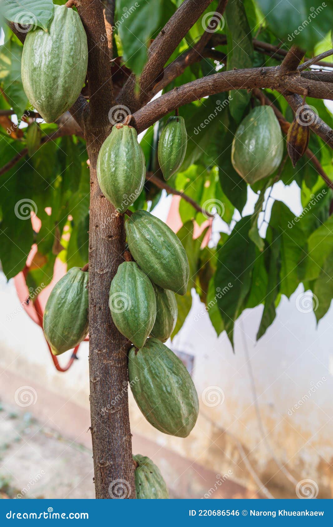 .Fresh Cacao Pods from the Cocoa Tree Stock Photo - Image of bean ...