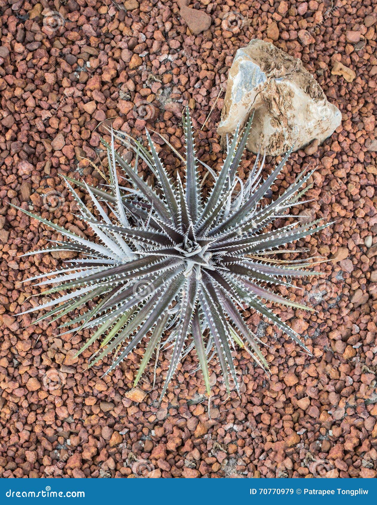 Fresh Cactus in Pebble Detail Stock Image - Image of cacti, shooting ...