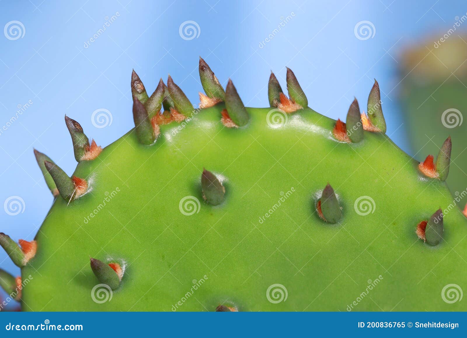 Plant Details. Plant Background, Pattern Or Texture. Royalty-Free Stock ...