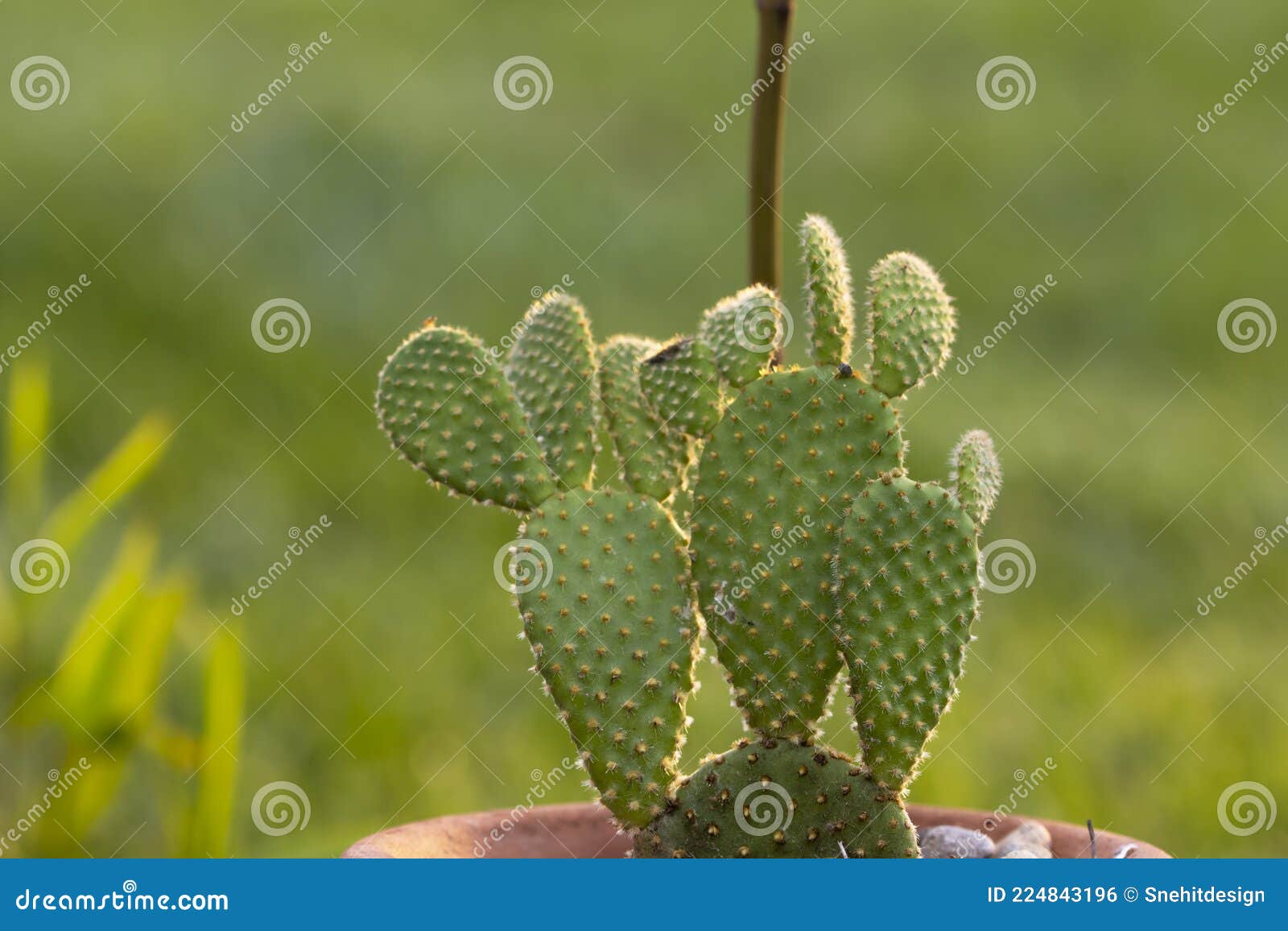 Fresh Cactus Plant In The Pot Stock Photo | CartoonDealer.com #224843196