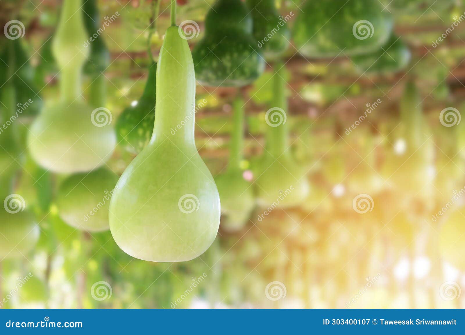 Calabash, Bottle Gourd Fruits Isolated On White Background Royalty-Free ...