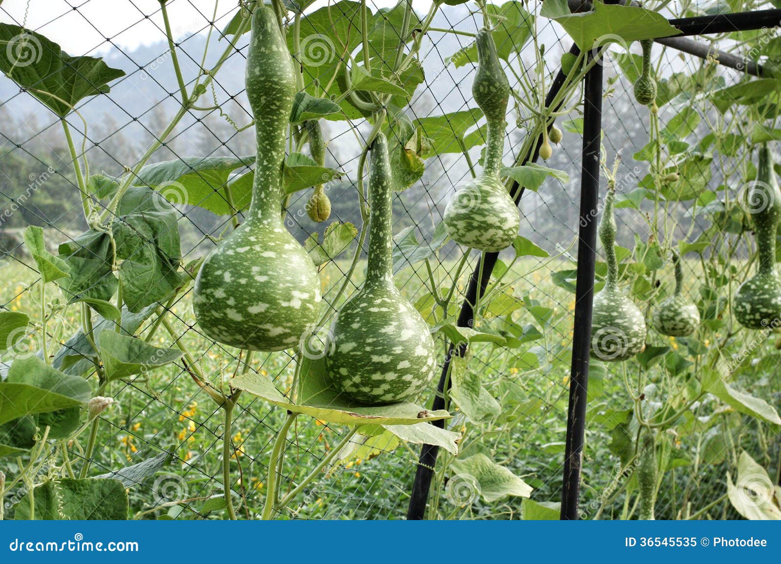 Fresh calabash hanging stock image. Image of fruit, delicious - 36545535