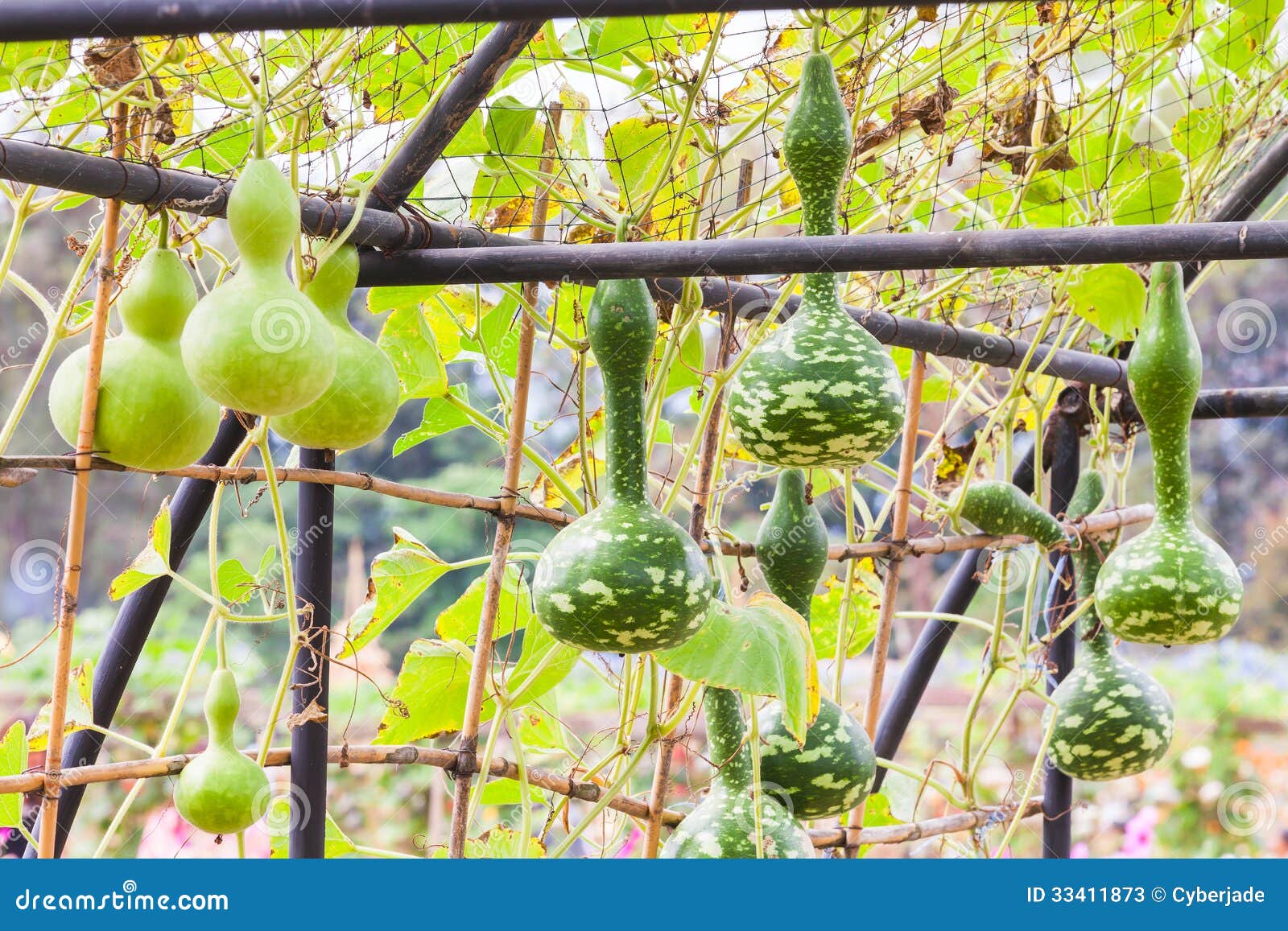 Fresh calabash stock image. Image of crop, horticulture - 33411873