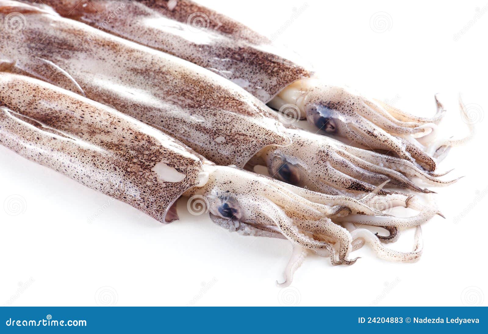 Fresh calamari stock image. Image of cuttlefish, nature - 24204883