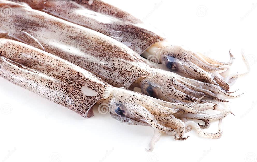 Fresh calamari stock image. Image of cuttlefish, nature - 24204883