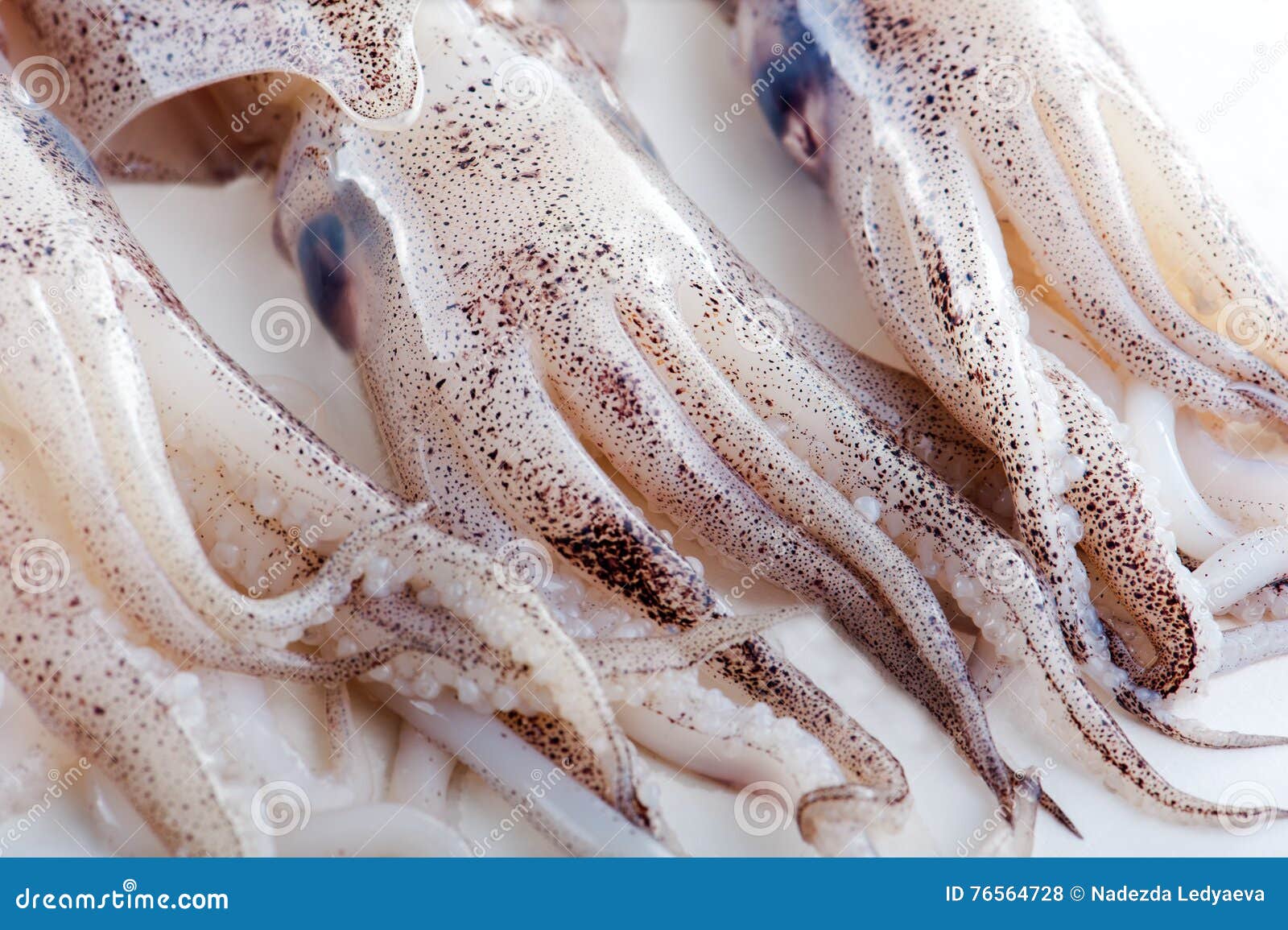 Fresh calamari stock photo. Image of protein, shadow - 76564728
