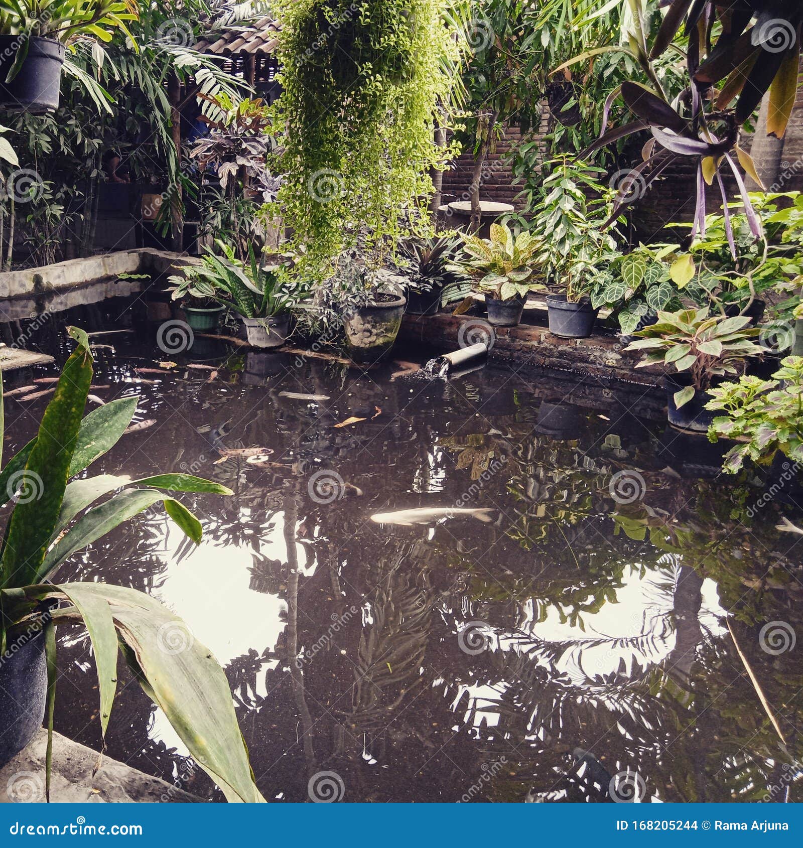 Fresh and Calm Pool stock photo. Image of pool, calm - 168205244