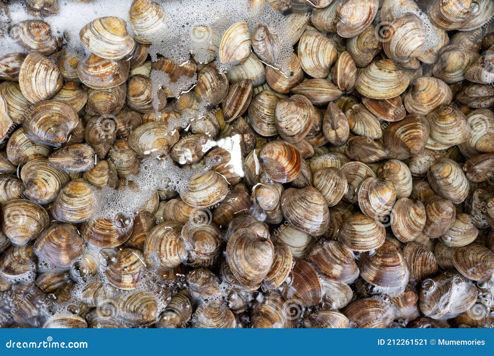 Calm Shellfish Seafood Soaked in Water Stock Image - Image of eatable ...