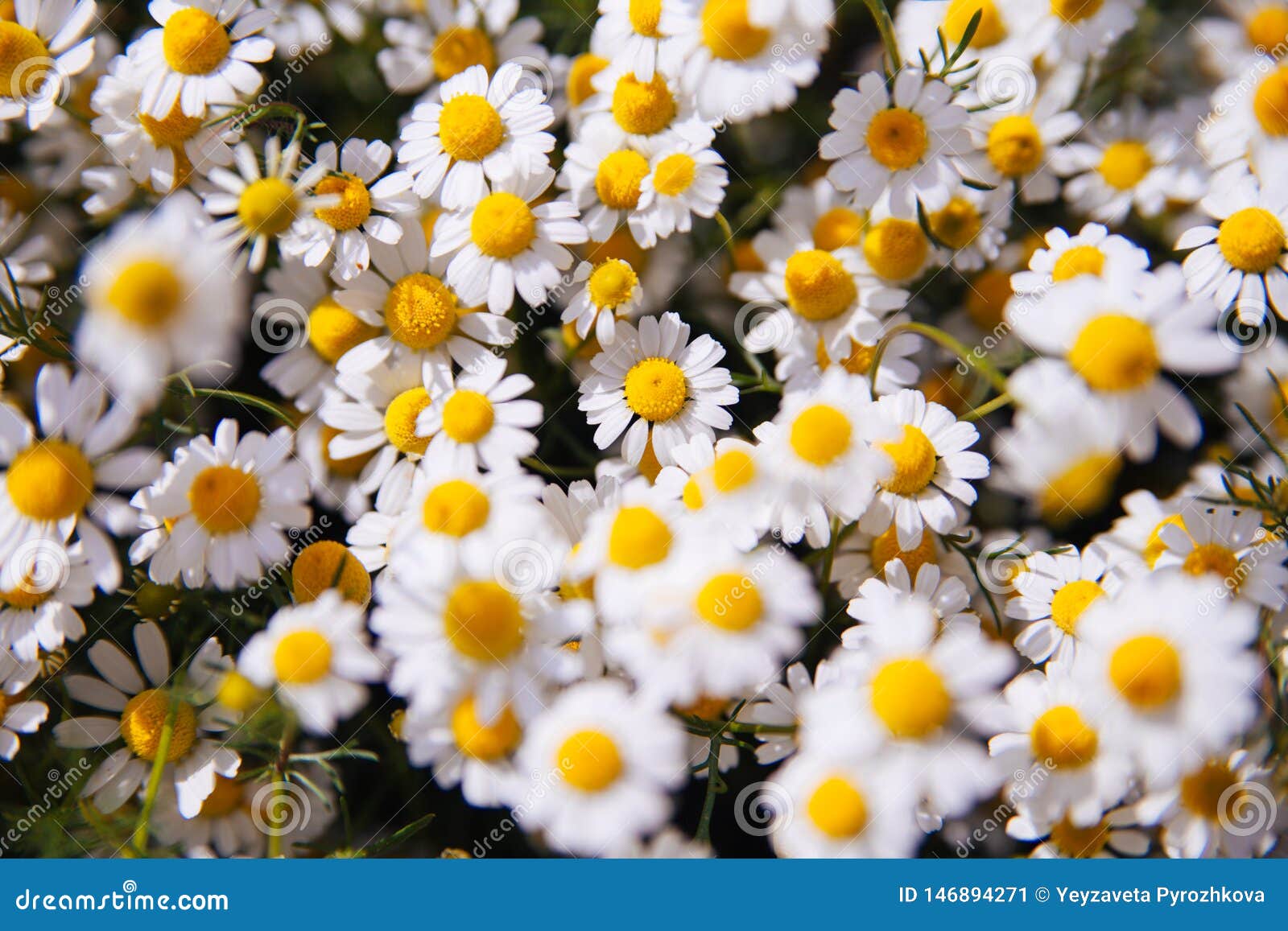 Fresh camomile flowers stock image. Image of green, lawn - 146894271
