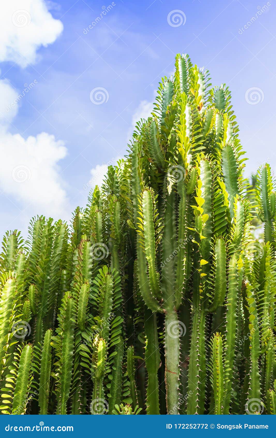 Fresh Candelabra Cactus Trees Stock Photo - Image of tree, botanical ...
