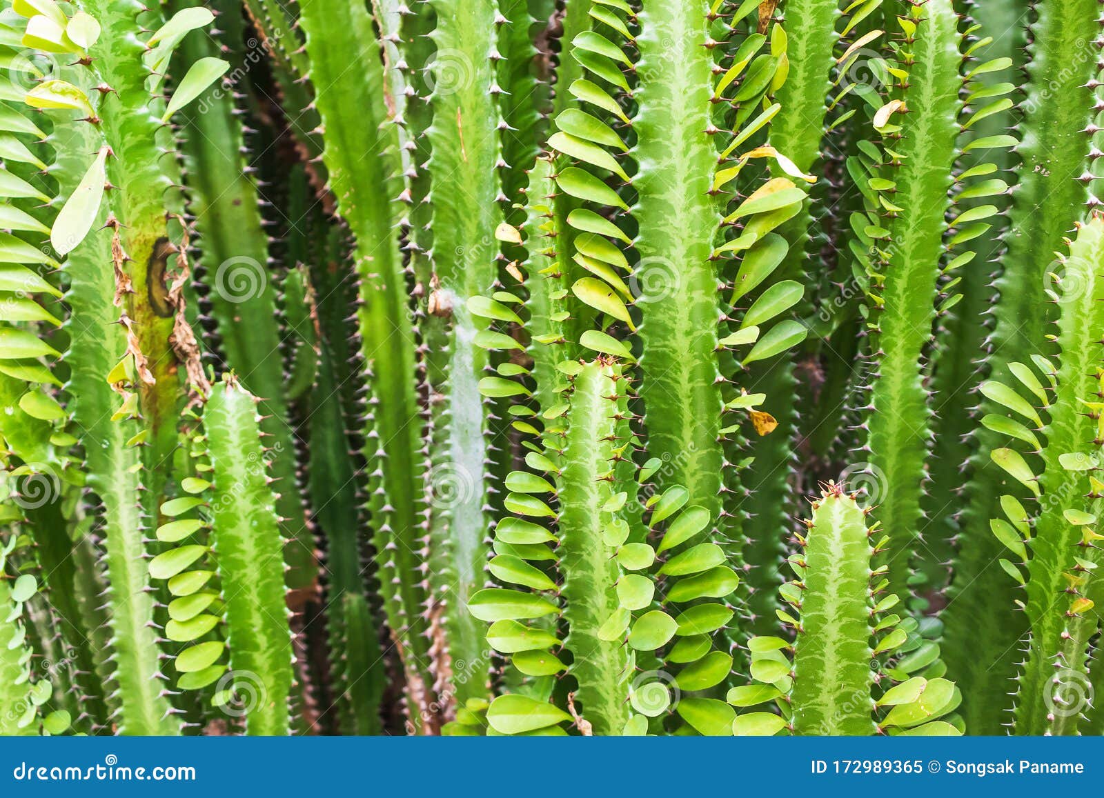 Fresh Candelabra Cactus Trees Stock Image - Image of green, botany ...