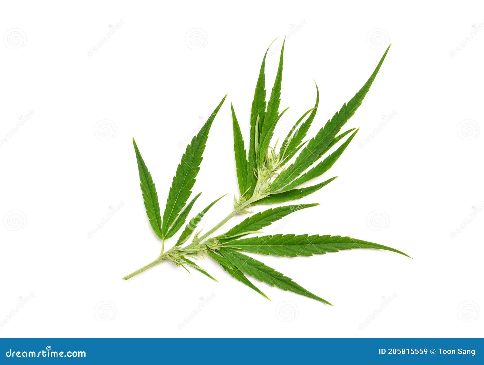 Fresh Cannabis leaf stock image. Image of marihuana - 205815559