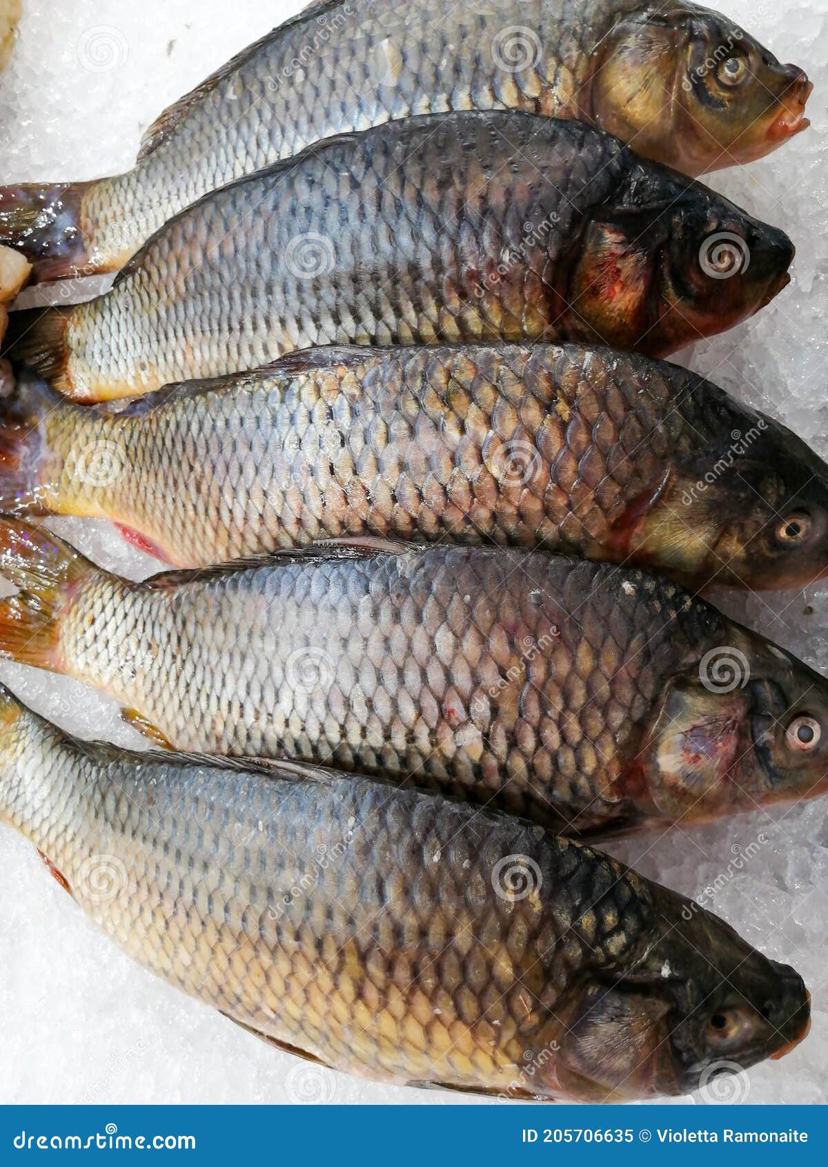 Fresh Capr Fish Chilled on Ice Stock Image - Image of capr, fish: 205706635