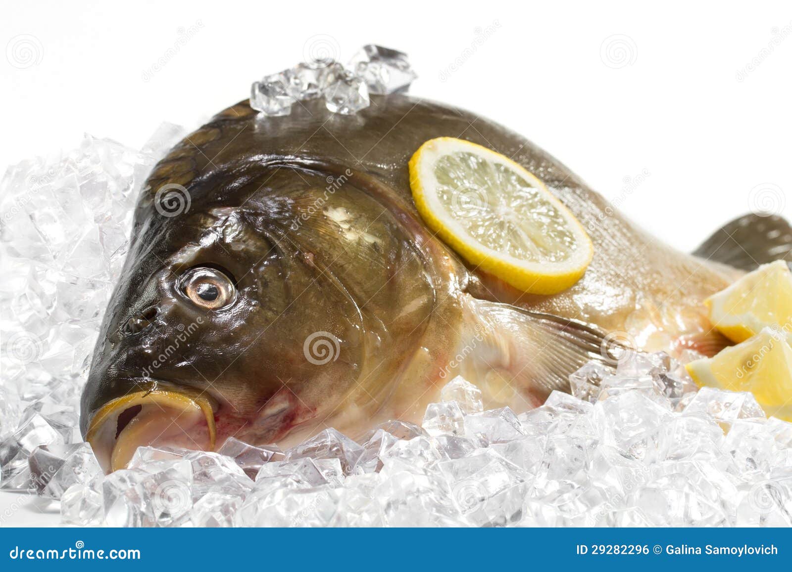 Fresh carp stock photo. Image of seafood, alive, fresh - 29282296