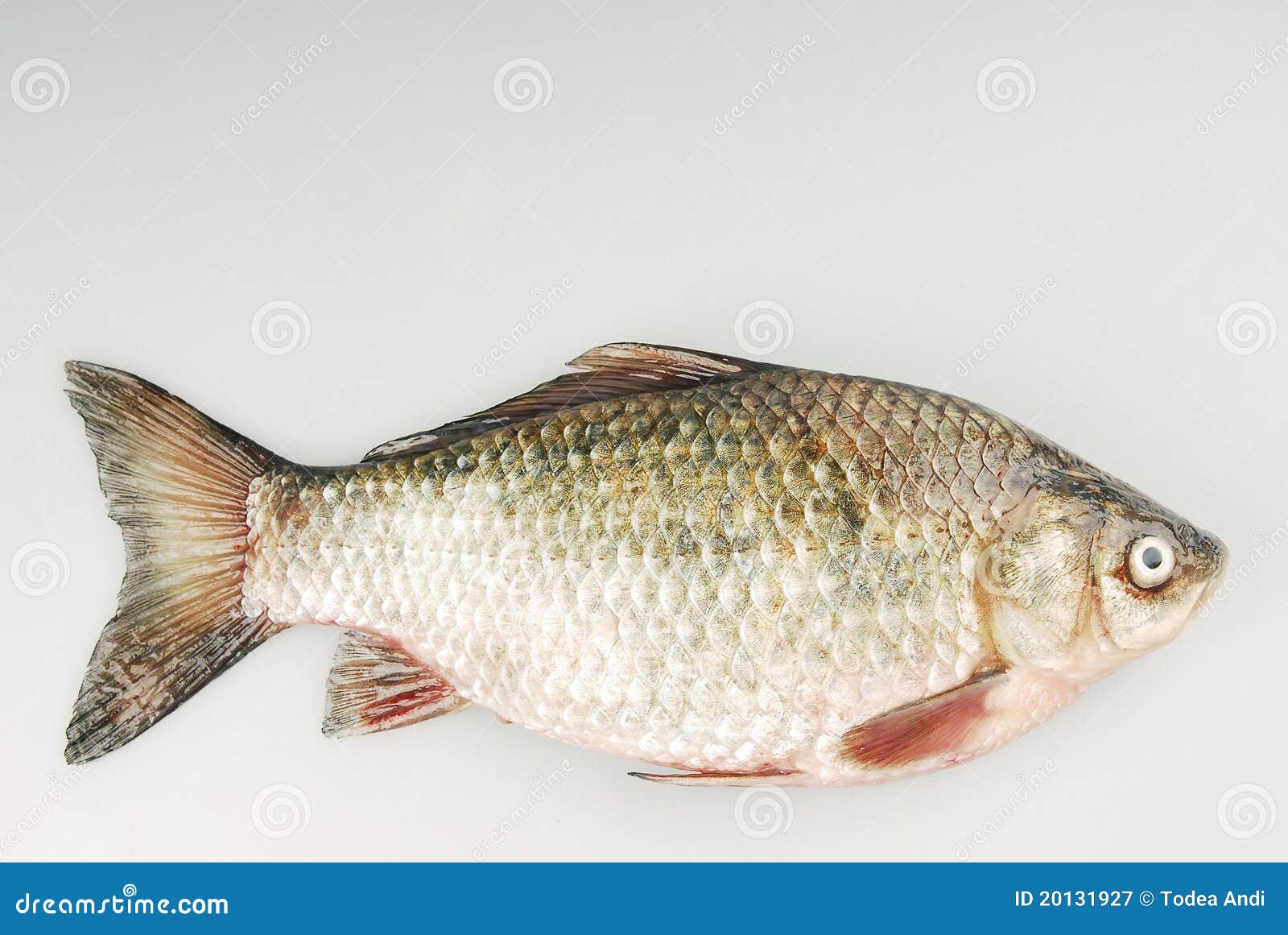 Fresh carp fish stock image. Image of fresh, nature, meal - 20131927