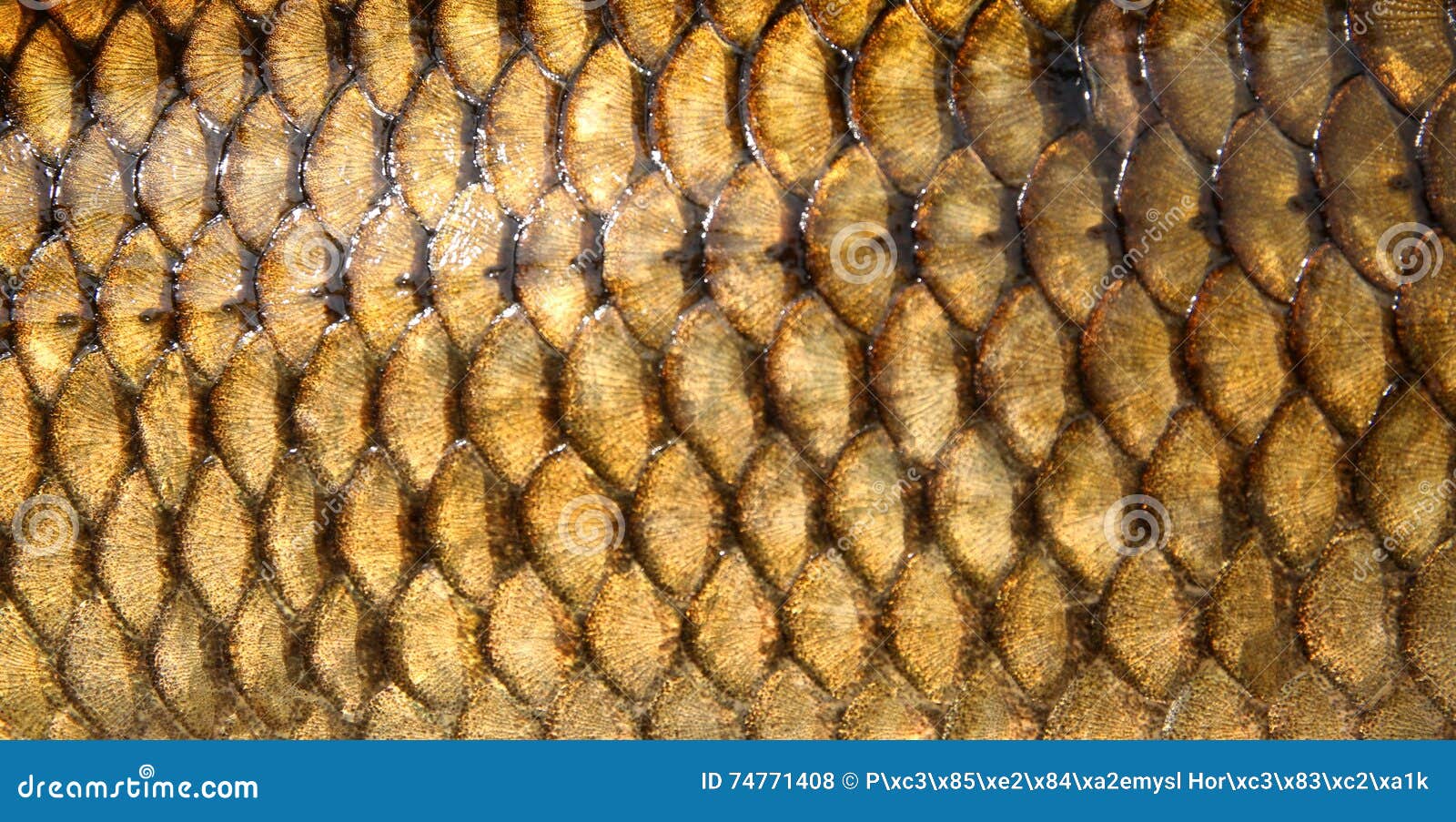 Fresh Carp Fish Scales Texture Stock Photography | CartoonDealer.com ...