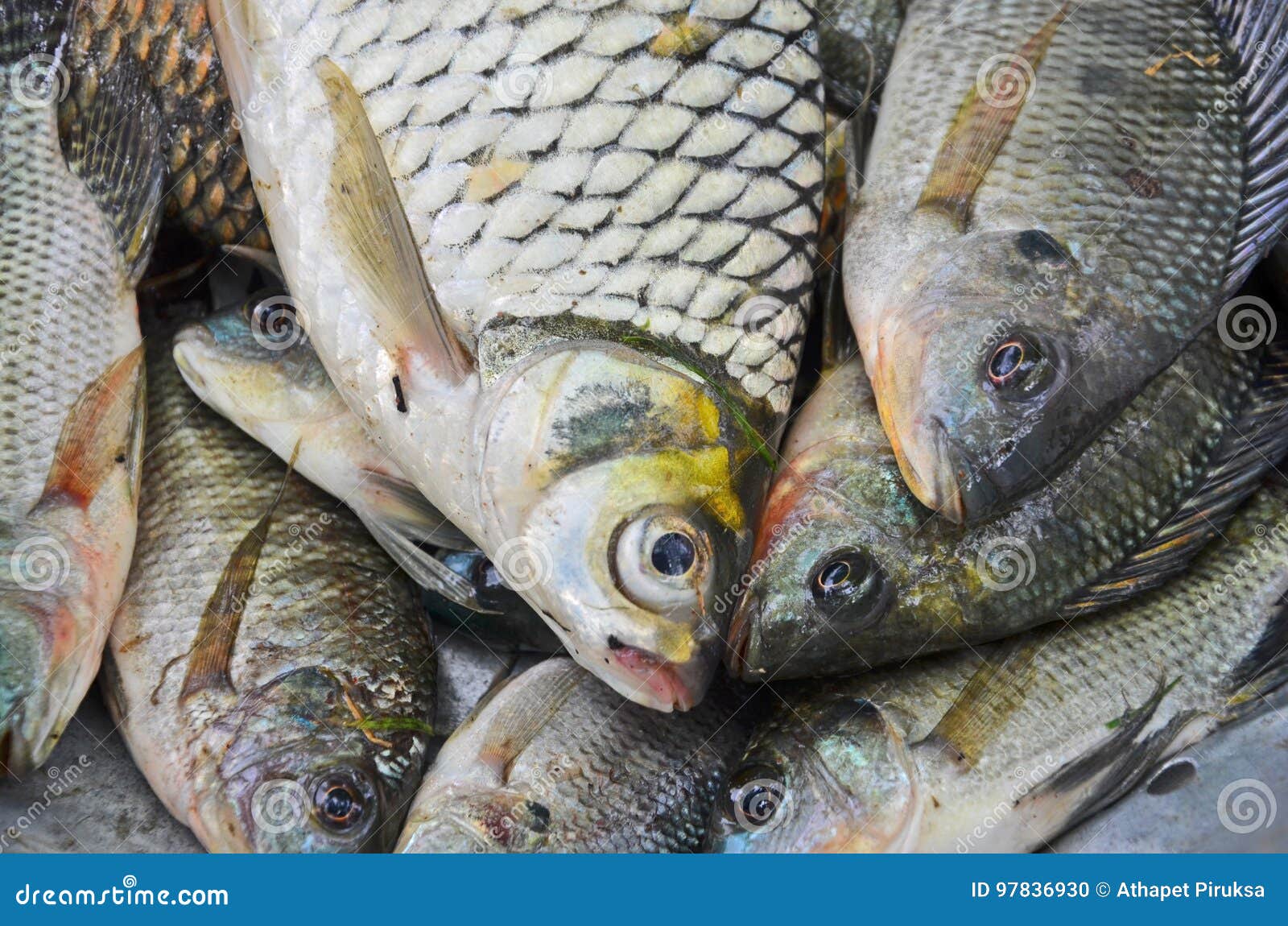Fresh carp and tilapia stock photo. Image of fresh, mouth - 97836930