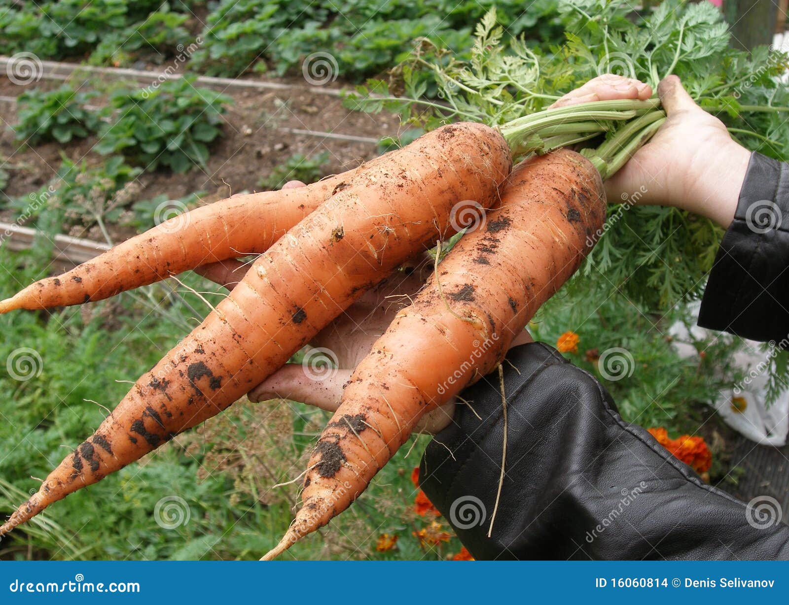 Fresh carrot stock photo. Image of agriculture, harvesting - 16060814
