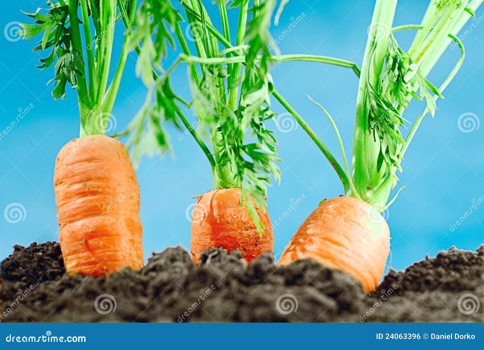 Fresh carrot stock photo. Image of vegetarian, freshness - 24063396