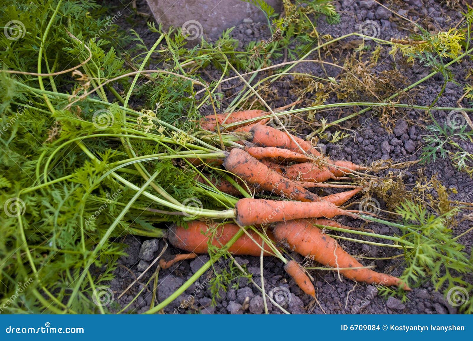 Fresh carrot stock photo. Image of garden, carrot, leaf - 6709084